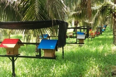 MUSTAFA-hive – Brainey